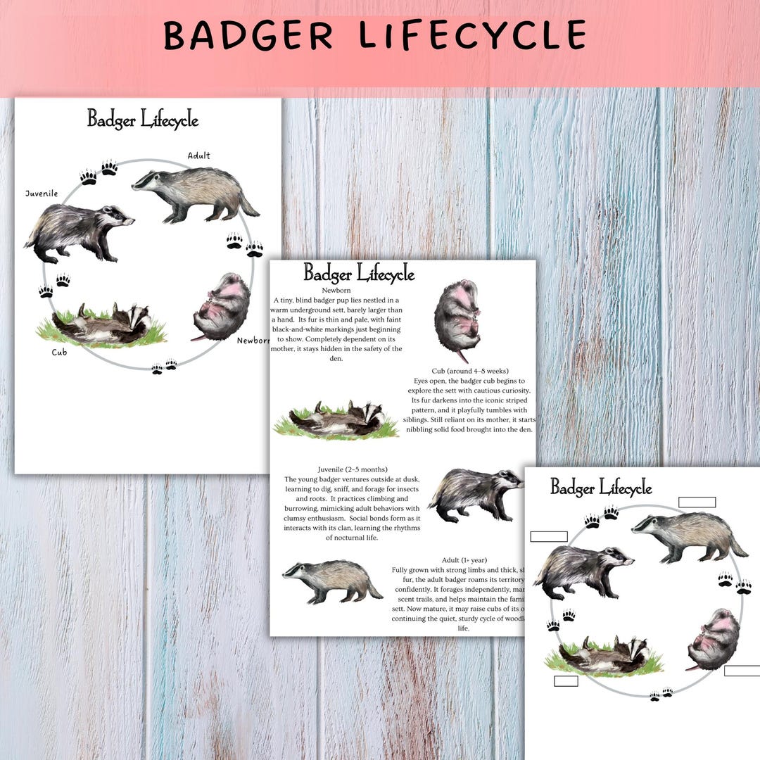 Badger Life Cycle - Etsy