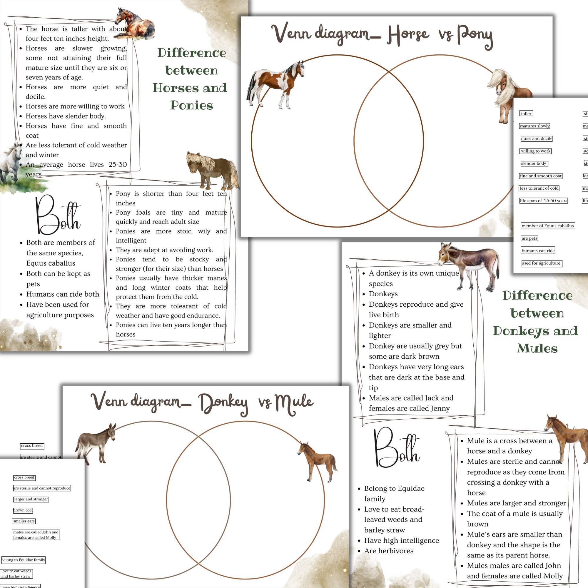 Horse Unit Study, Horse 3 Part Cards, Horse Activities, Horse ...