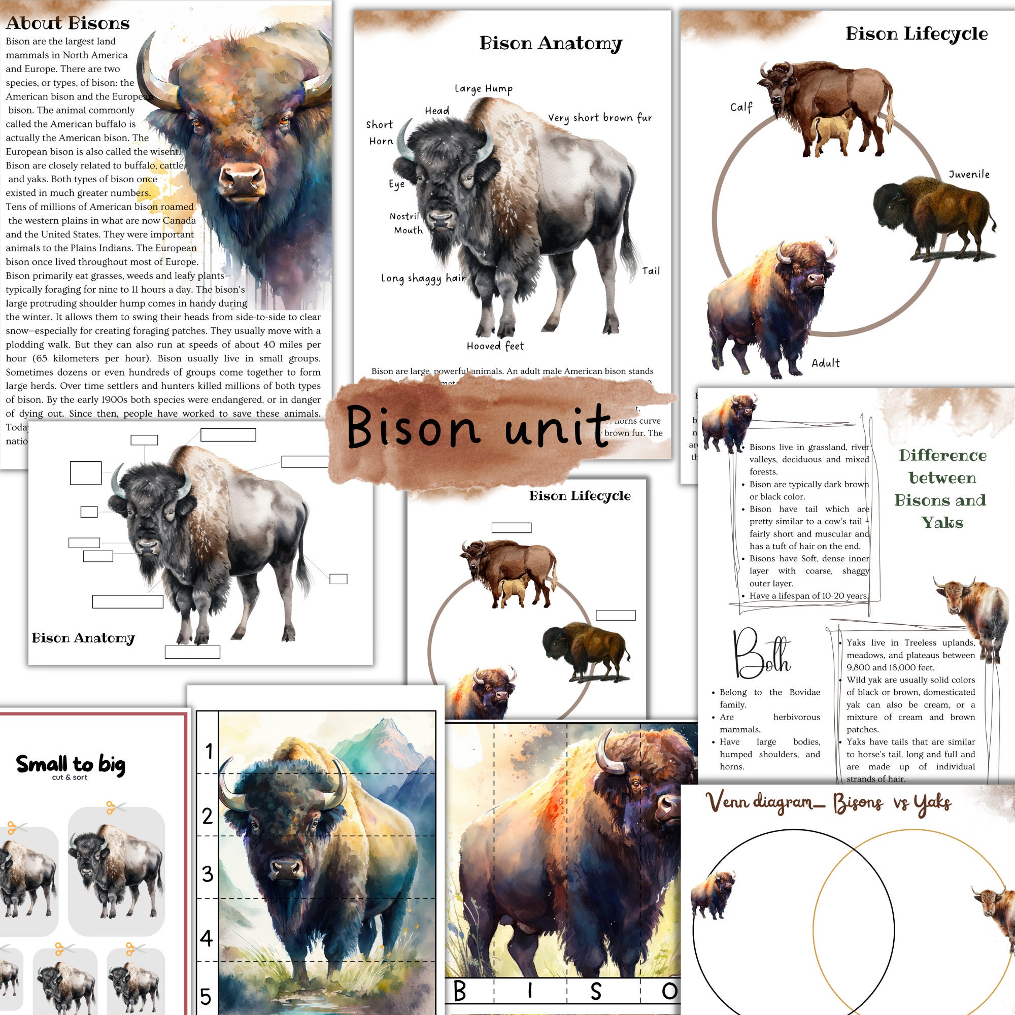 Native Americans Unit Study, Thanksgiving Unit, Bison Unit Study ...