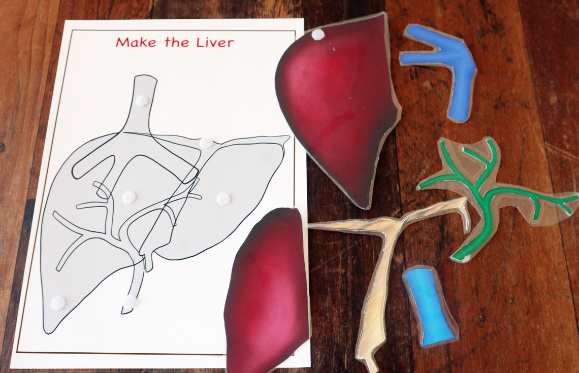 Human Liver Anatomy Printable Activity Liver Puzzle Liver - Etsy UK