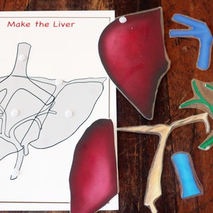 Human Liver Anatomy Printable Activity, Liver Puzzle, Liver ...