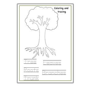 Parts of a Tree Puzzle , Tree Unit Study, Tree Anatomy, 3 Part Cards ...