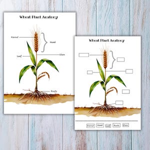 Wheat Mini Unit Study, Grains Unit, Wheat Anatomy, Grasslands Unit - Etsy