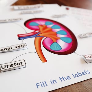 Human Kidney Anatomy Printable Activity, Kidney Puzzle, Kidney 3 Parts ...