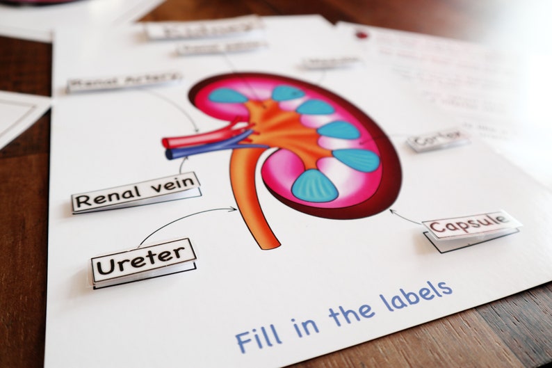 Human Kidney Anatomy Printable Activity Kidney Puzzle Kidney - Etsy UK