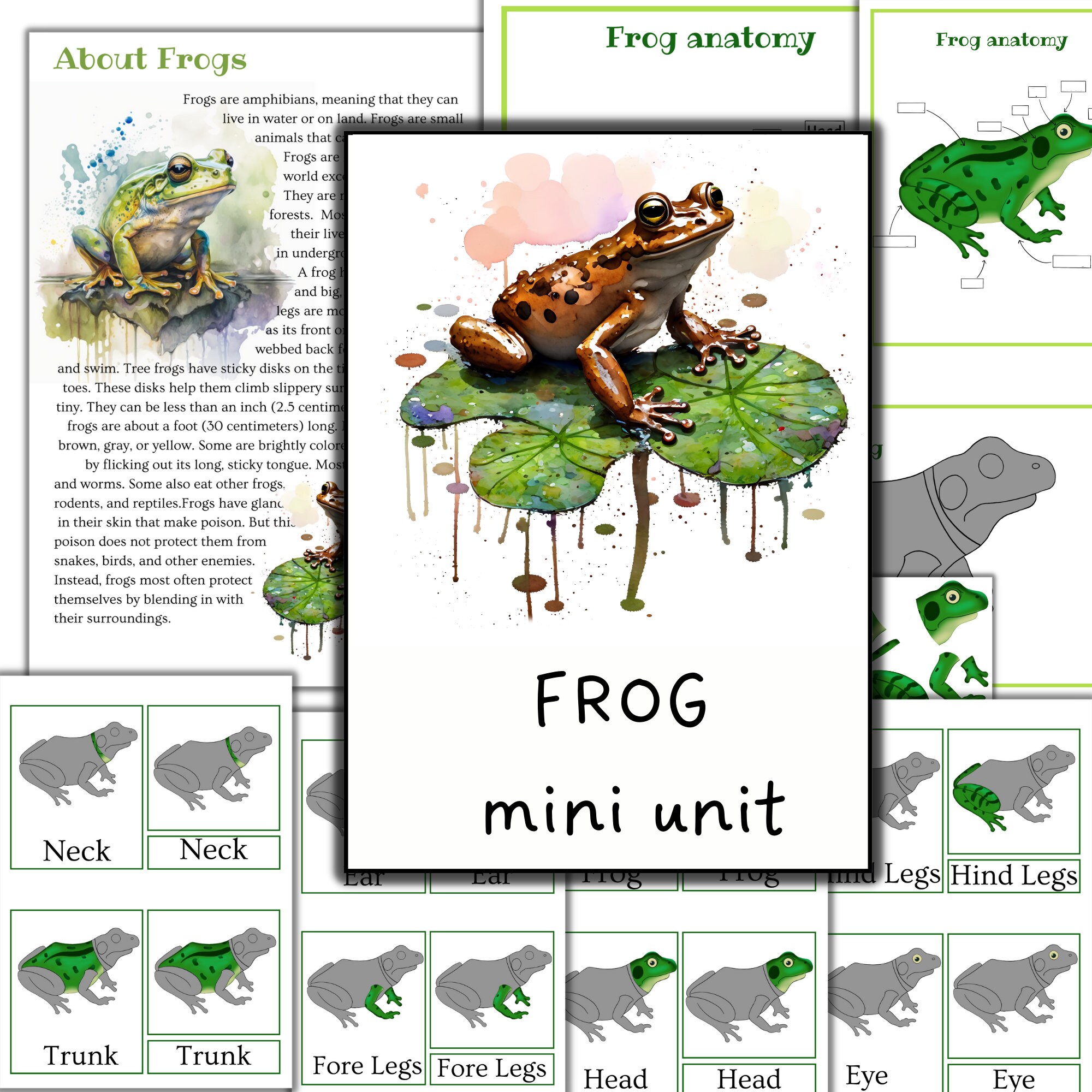 Frog Unit Study, Frog 3 Part Cards, Frog Printable Puzzle, Amphibian ...