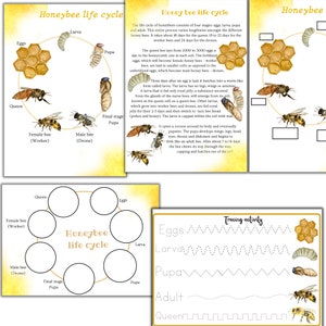 Honey Bee Unit Study, Honey Bee Puzzle Printable, Honey Bees Anatomy ...