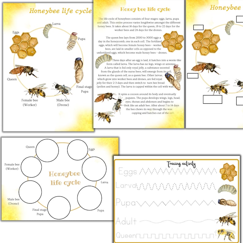 Honey Bee Unit Study Honey Bee Puzzle Printable Honey Bees - Etsy