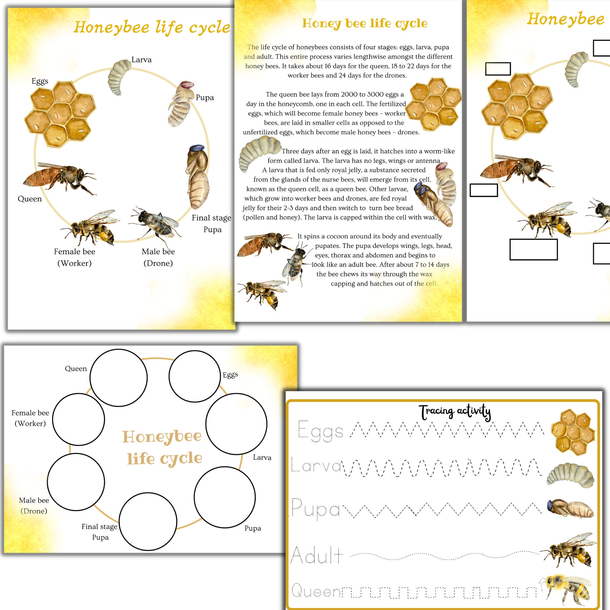 Honey Bee Unit Study Honey Bee Puzzle Printable Honey Bees - Etsy