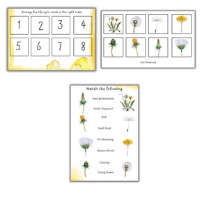 Dandelion Mini Unit Study, Summer Activity, Dandelion Activity, Home ...