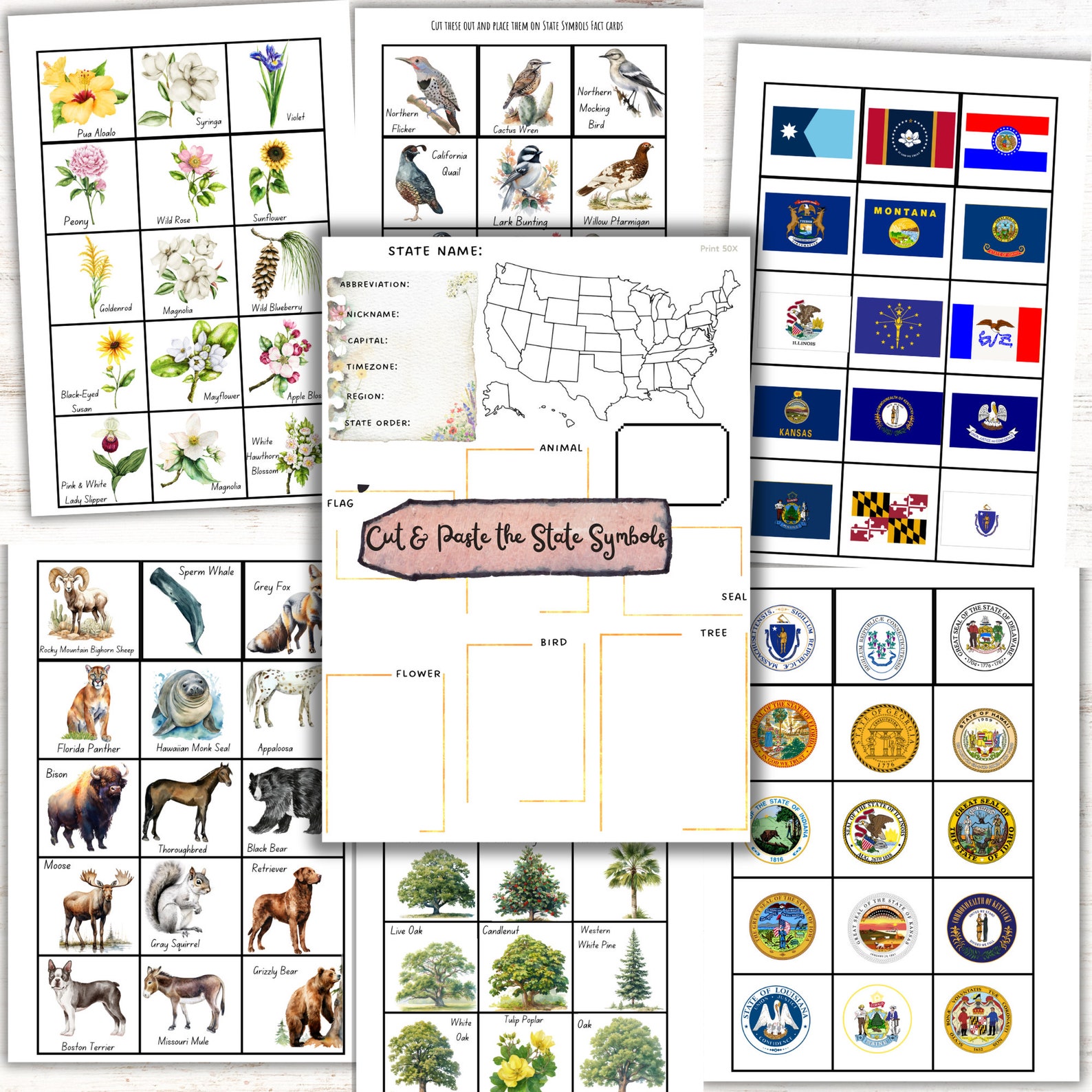 USA 50 States and State Capitals, Geography Lessons, 50 States of USA ...