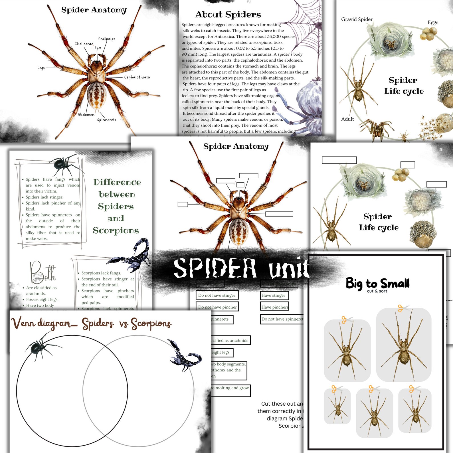 HALLOWEEN UNIT STUDY, Spider Unit Study, Raven Unit Study, Pumpkin Unit ...