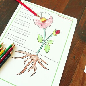 Parts of a Plant, Anatomy of a Plant, 3 Part Cards of Plant, Plant ...