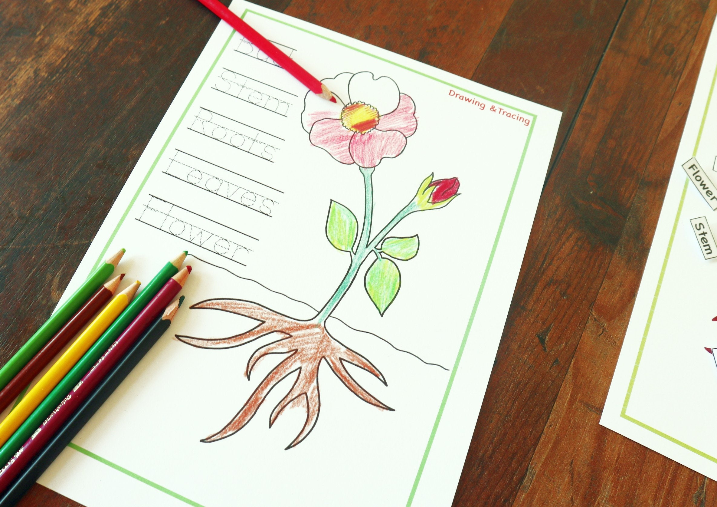 Partes de una planta, anatomía de una planta, tarjetas de 3 partes de ...