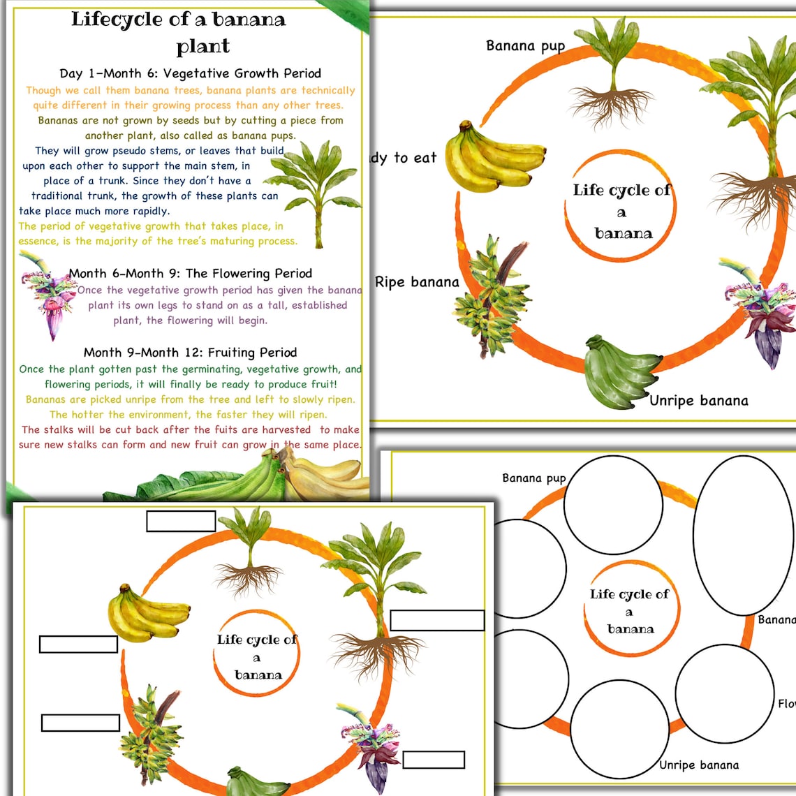 Banana Unit Study, Banana Life Cycle , Parts of Banana Plant, Banana ...