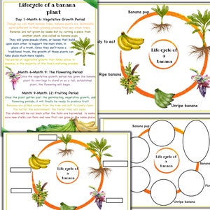 Banana Unit Study, Banana Life Cycle , Parts of Banana Plant, Banana ...