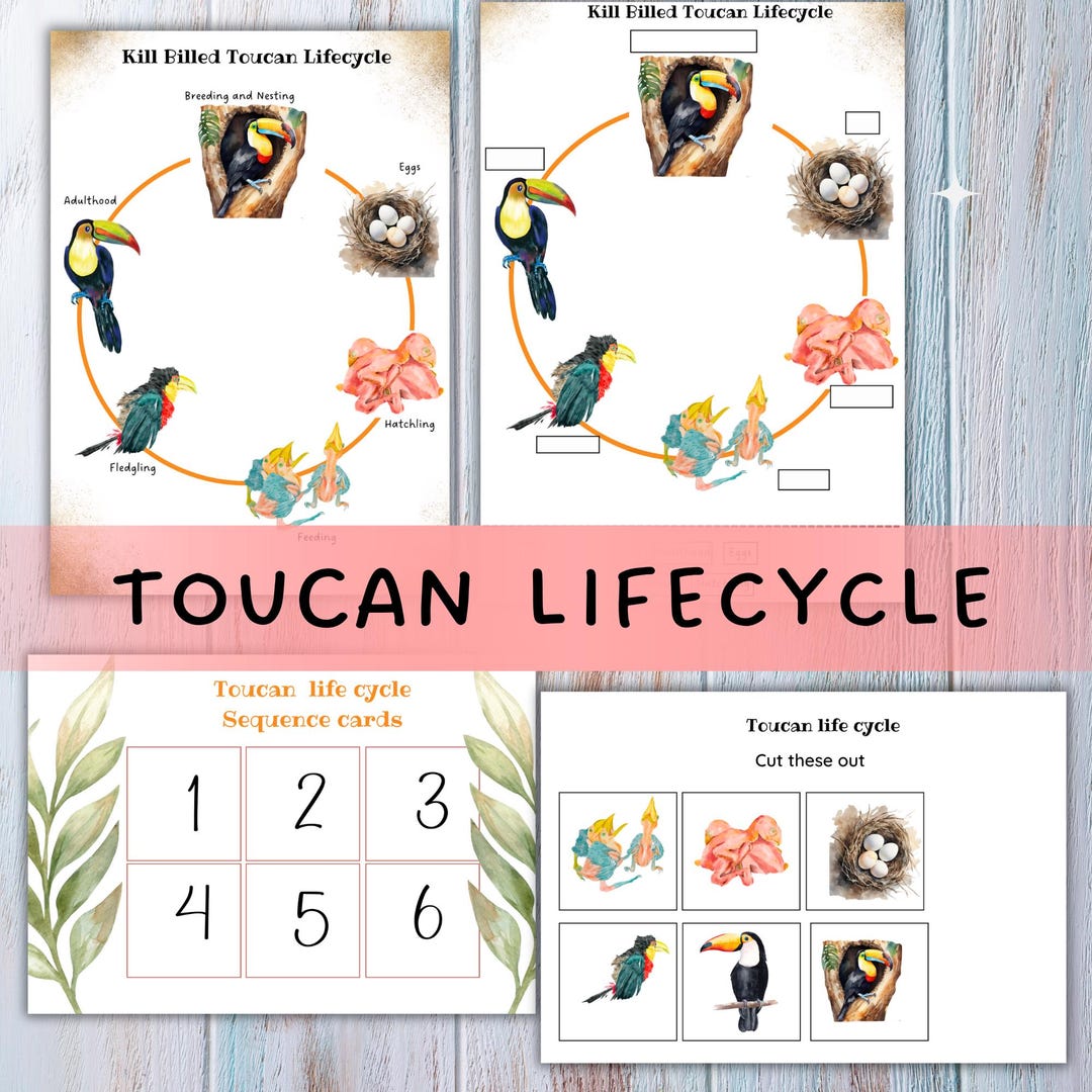 TOUCAN LIFE CYCLE; Toucan Printable, - Etsy