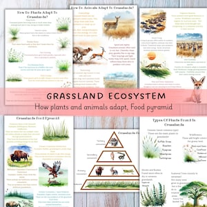 Grasslands Unit Study, Biome Unit Study, Wheat Unit Study, Grass Life ...