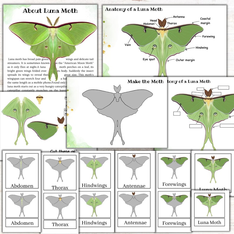 Butterfly Unit Study Moth Unit Mini Beast Unit Butterfly - Etsy