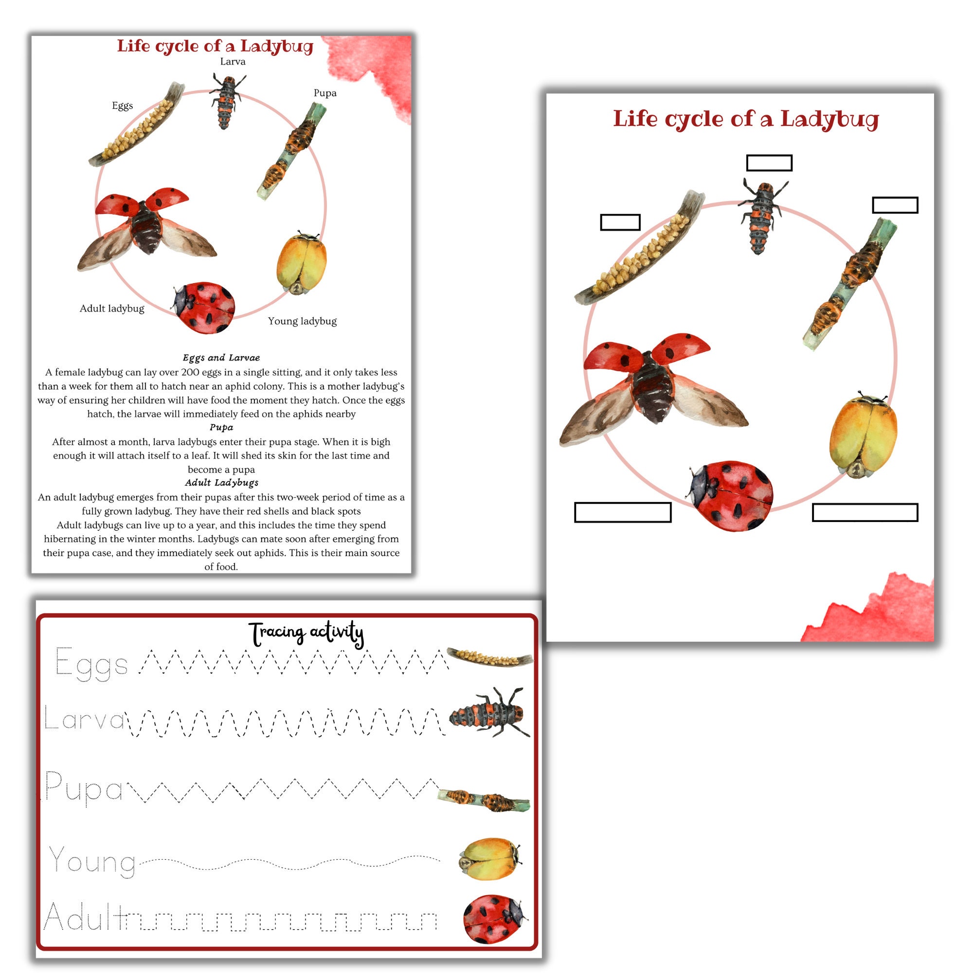 Ladybug Unit Study, Ladbug Printable Puzzle, Ladybug 3 Part Cards ...