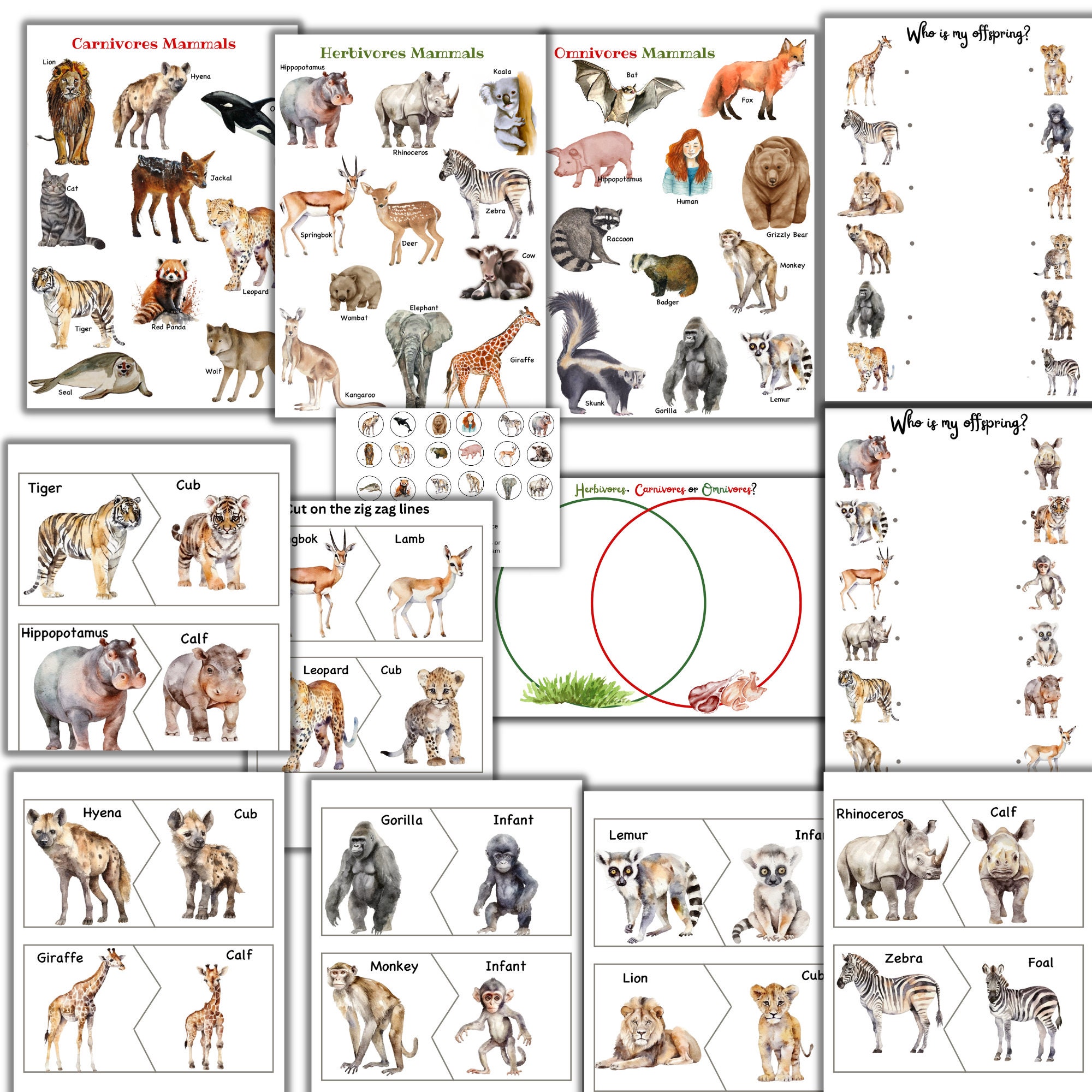 Mammals Unit Study, Elephant Unit Study, Bat Unit Study, Whale Unit ...
