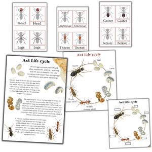 Ant Mini Unit Study, Ant Printable Puzzle, Ant Printable Activities ...