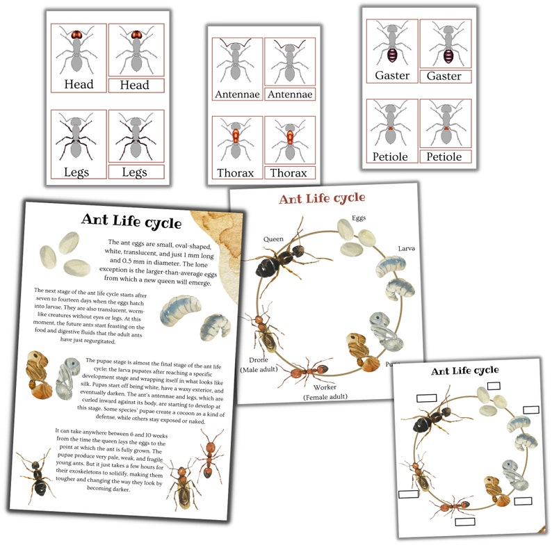 Ant Mini Unit Study, Ant Printable Puzzle, Ant Printable Activities, Nature Study, Insects ...