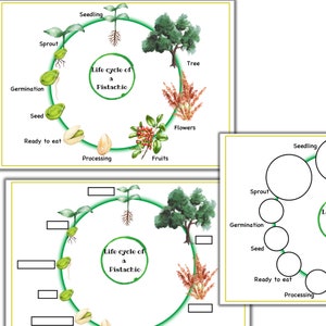 Nuts Unit Study, Drupes Unit, Cashew Life Cycle, Pistachio Life Cycle ...