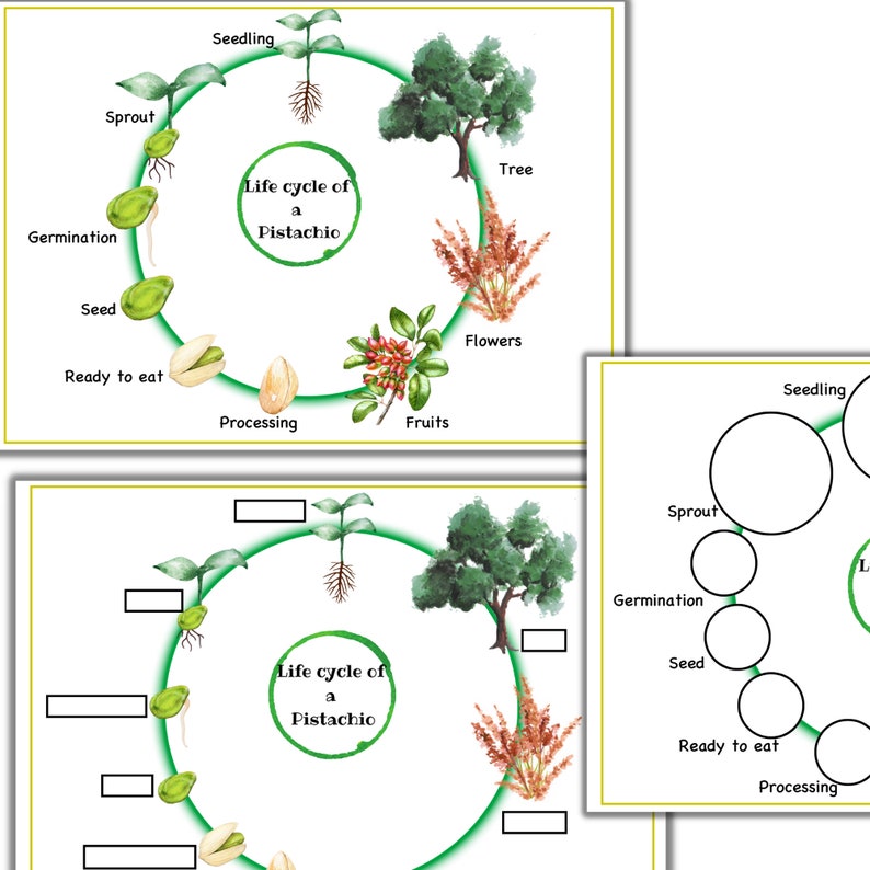 Nuts Unit Study, Drupes Unit, Cashew Life Cycle, Pistachio Life Cycle ...