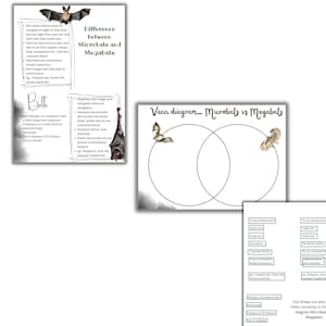 Bat Mini Unit Study, Bat Anatomy, Bat Life Cycle, Bats Poster Watecolor ...