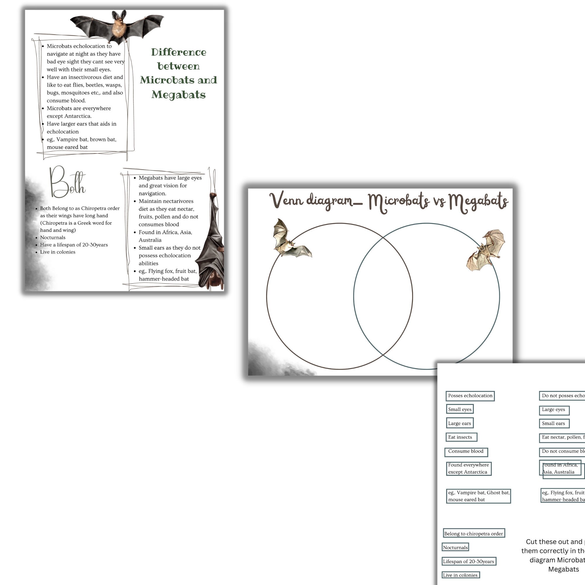 Bat Mini Unit Study, Bat Anatomy, Bat Life Cycle, Bats Poster Watecolor ...