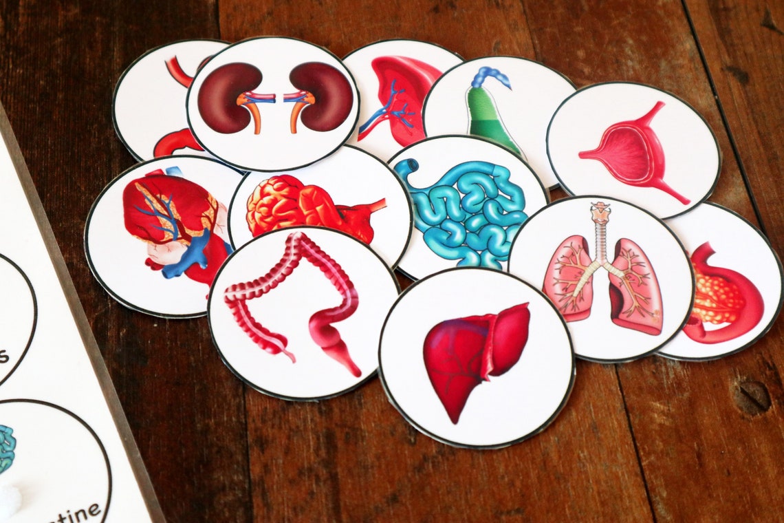 Human Organs Matching Printable Parts of Human Body Flash - Etsy