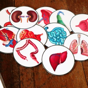 Human Organs Matching Printable, Parts of Human Body Flash Cards ...