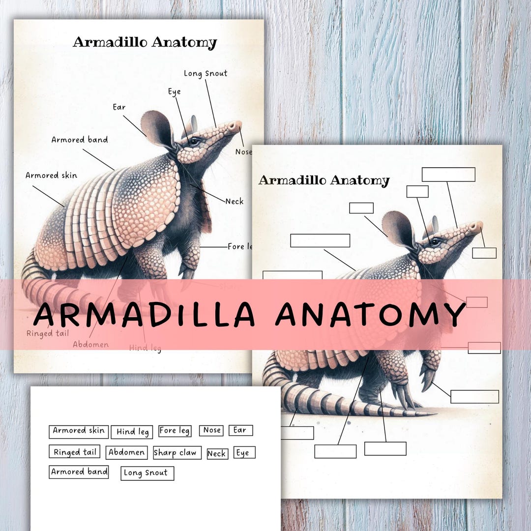 Armadilla Anatomy, Armadillo Printable, Homeschool Nature Study ...