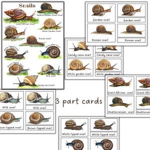 Snail Unit Study, Garden Snail Printable, Nature Study, Summer ...