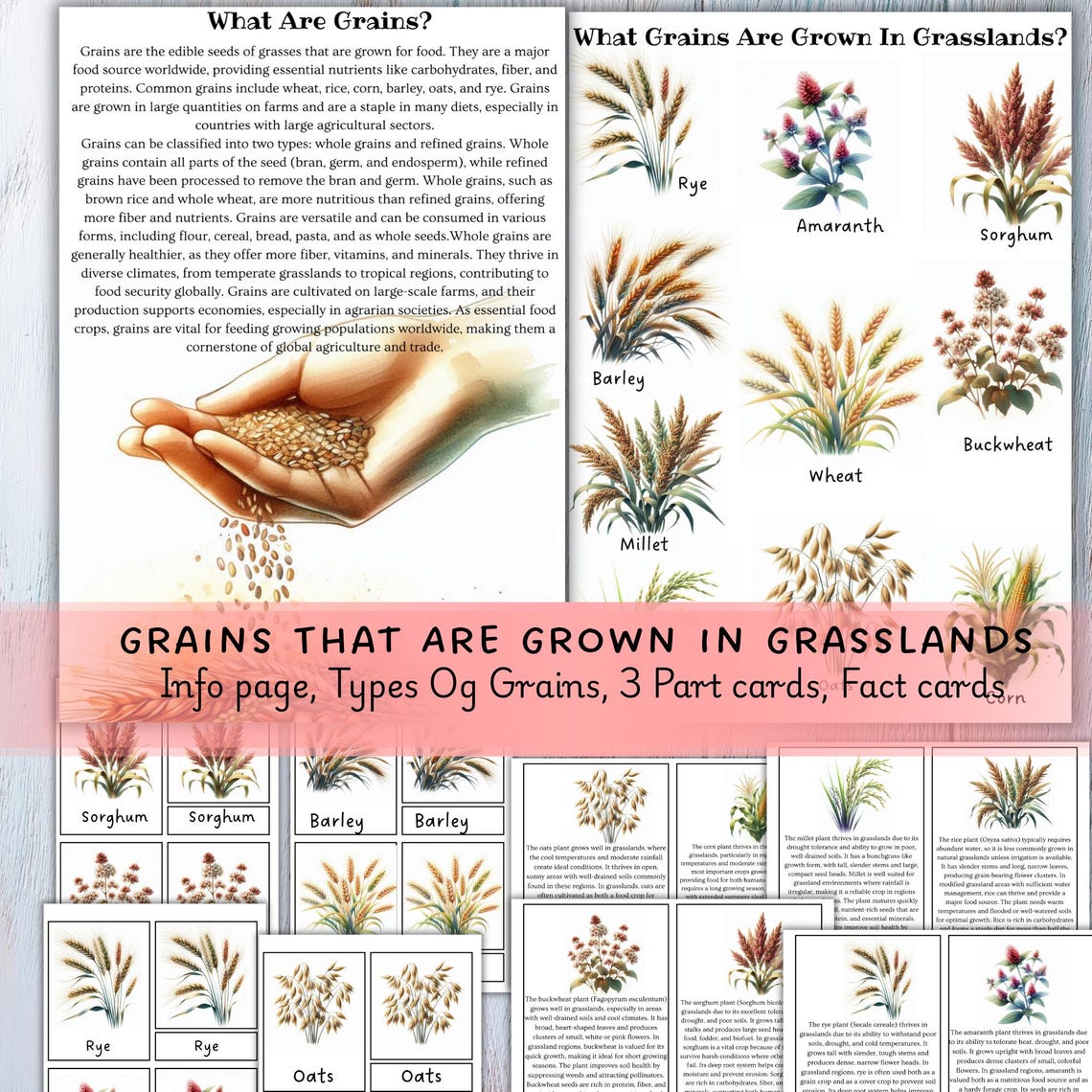 Grasslands Unit Study, Biome Unit Study, Wheat Unit Study, Grass Life ...