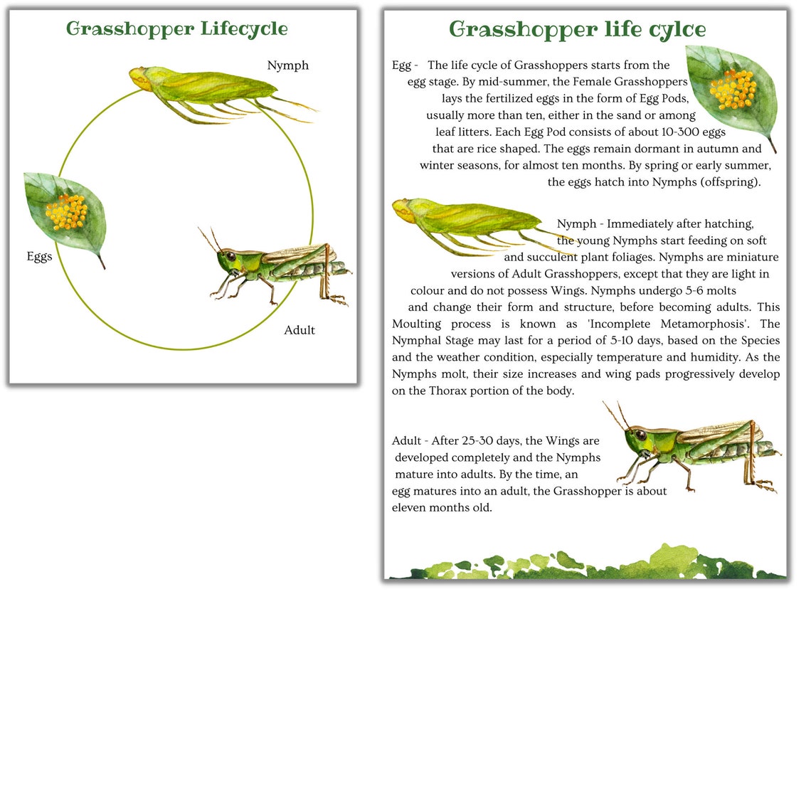 Grasshopper Mini Unit Study, Grasshopper Activities, Insects Study ...