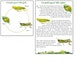 Grasshopper Mini Unit Study, Grasshopper Activities, Insects Study ...