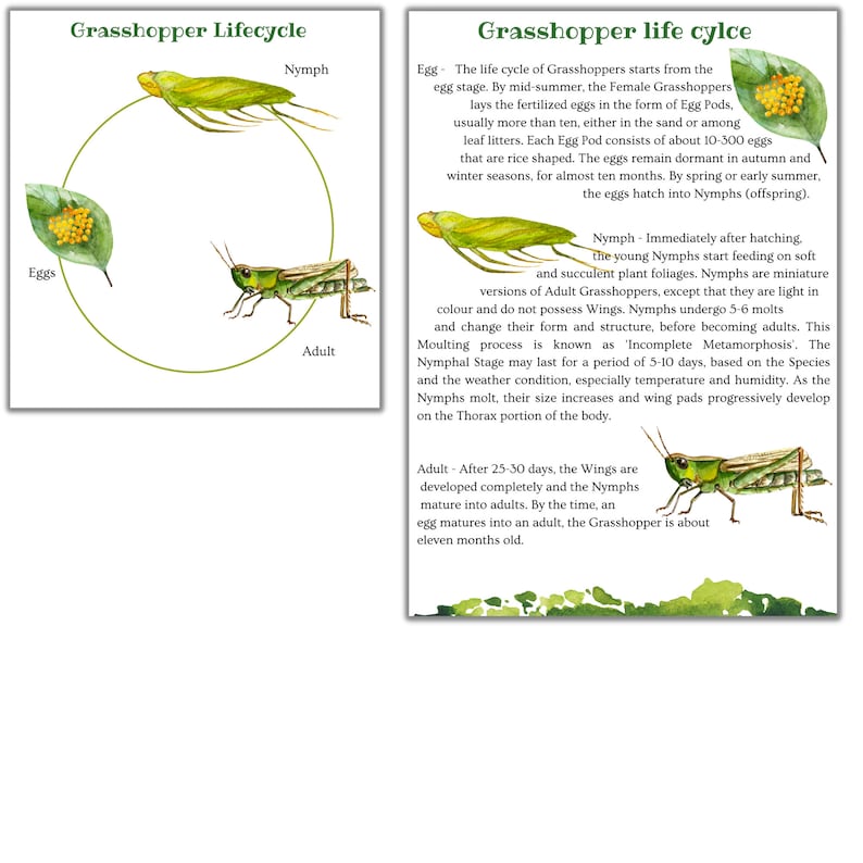 Grasshopper Mini Unit Study, Grasshopper Activities, Insects Study ...