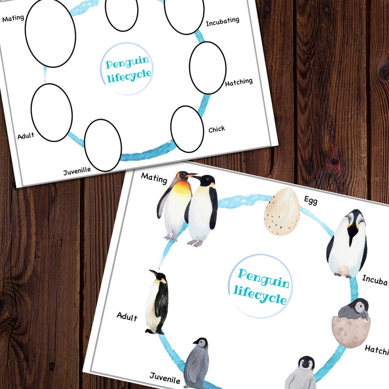 Penguin Mini Unit, Penguin Lifecycle, Penguin Anatomy, Winter Activity ...