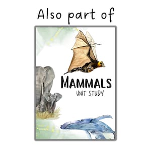 Bat Mini Unit Study, Bat Anatomy, Bat Life Cycle, Bats Poster Watecolor ...