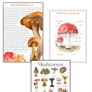 Mushroom Unit Study, Mushroom Life Cycle, Fall Nature Study, Mushroom ...