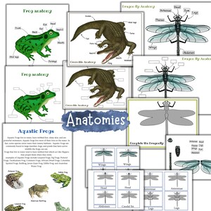 Pond Unit Study, Wetlands Unit, Swamp Unit, Dragonfly Unit Study, Pond ...