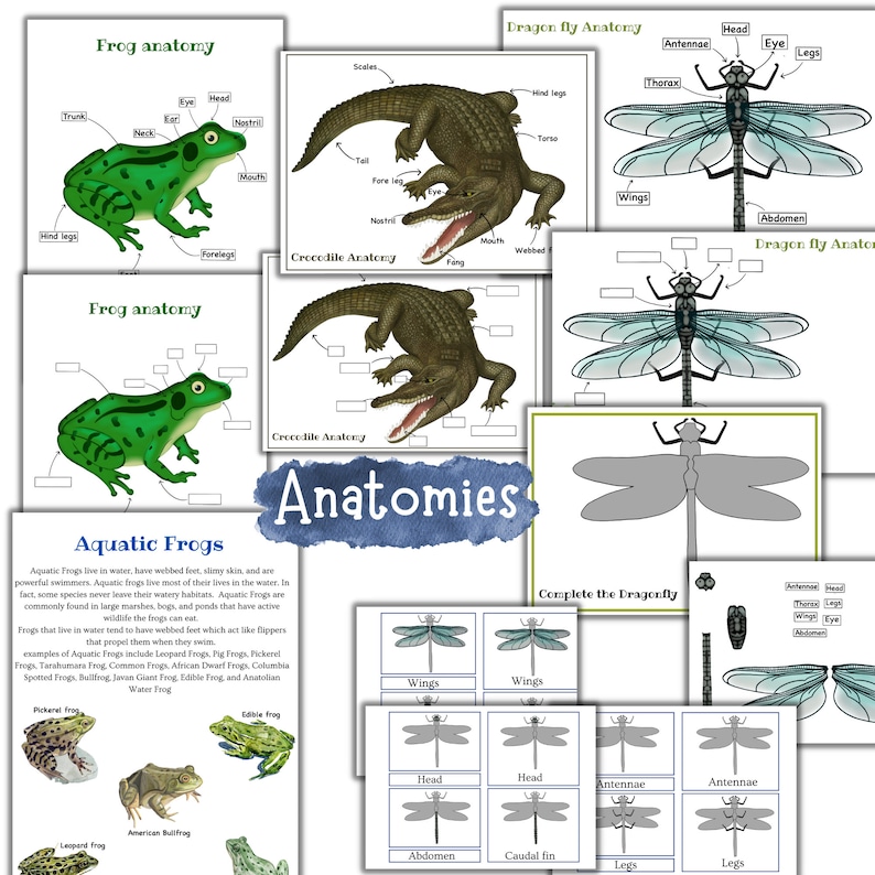 Pond Unit Study, Wetlands Unit, Swamp Unit, Dragonfly Unit Study, Pond ...