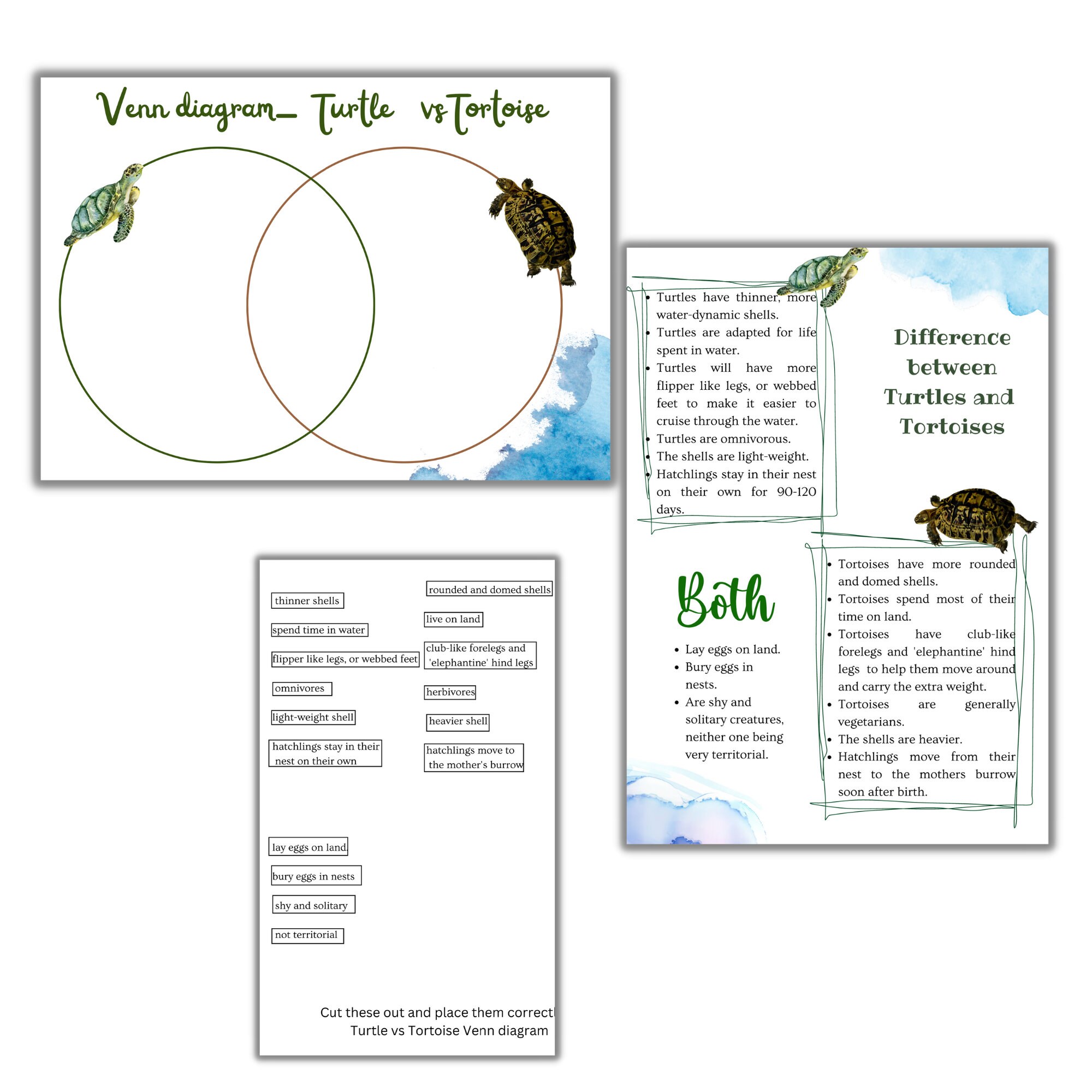 Sea Turtle Mini Unit, Turtle Printable Puzzle, Turtle 3 Part Cards ...