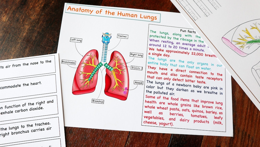 Human Lungs Anatomy Printable Activity, Lungs Puzzle, Lungs ...
