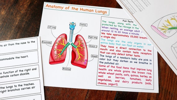 Human Lungs Anatomy Printable Activity Lungs Puzzle Lungs - Etsy