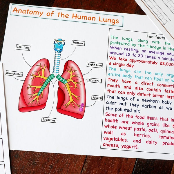 Lung Anatomy Printable - Etsy