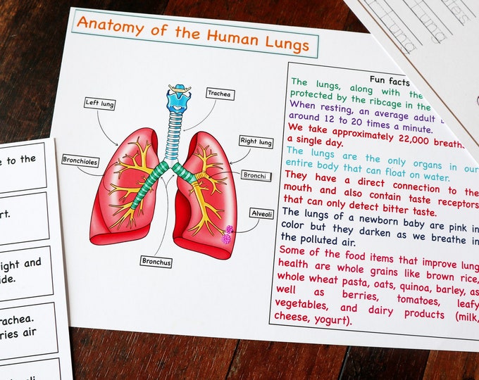 Lung Model Printable, Anatomy Printable, Anatomy Learning, Lung ...