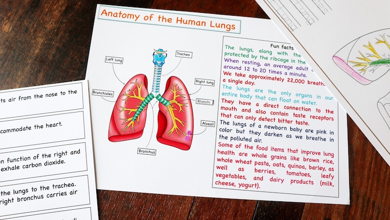 Human Lungs Anatomy Printable Activity, Lungs Puzzle, Lungs ...